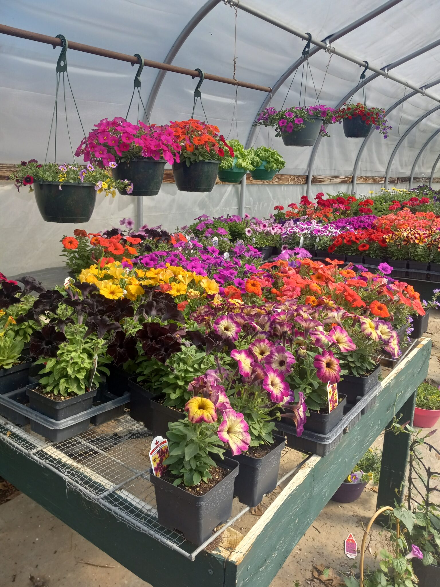 Five Great Marquette County Greenhouses | Marquette County Tourism ...